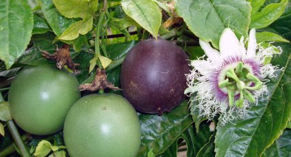 Paarse passievrucht - vanaf € 12,99 - Bijzonder Klimfruit - Fruitbomen.net