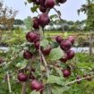 Appelboom 'Rode Boskoop' (Goudreinet) - vanaf € 16,99 ...