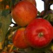 Appelboom 'Delcorf' - vanaf € 16,99 - Consumptieappelbomen - Fruitbomen.net