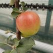 Appelboom 'Delcorf' - vanaf € 16,99 - Consumptieappelbomen - Fruitbomen.net