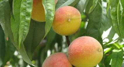 Perzikenboom 'Melred' - vanaf € 17,99 - Perzikbomen - Fruitbomen.net