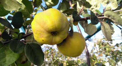 Kweepeerboom ‘Leskovacz’ - vanaf € 18,99 - Kweeperen - Fruitbomen.net