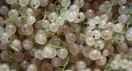 Aalbessenstruik 'Witte van Versailles' - vanaf € 7,99 - Witte bessen ...