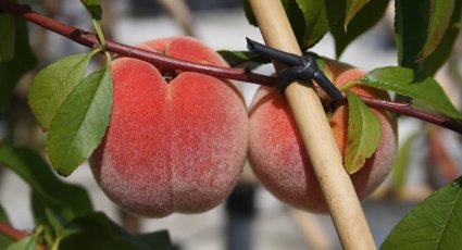 Perzik 'Peregrine' - vanaf € 24,99 - Perzikbomen - Fruitbomen.net