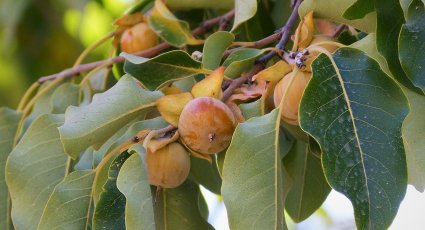 Lotusvrucht - vanaf € 9,99 - Kaki - Fruitbomen.net