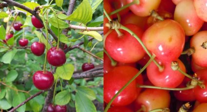 Duo kersenboom - vanaf € 29,99 - Kersenbomen - Fruitbomen.net