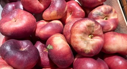 Platte nectarineboom 'Mesembrine' - vanaf € 25,99 - Wilde perziken en ...