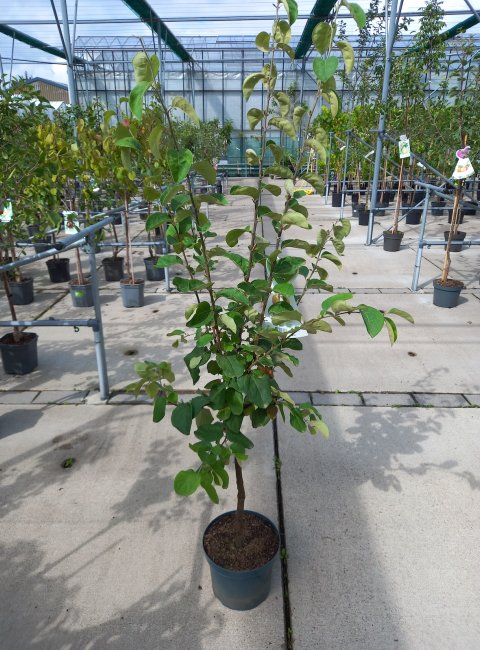 Kweepeerboom ‘Champion’ - vanaf € 24,99 - Kweeperen - Fruitbomen.net