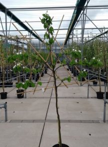 Kweepeerboom ‘Vranja’ - vanaf € 24,99 - Kweeperen - Fruitbomen.net