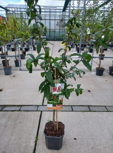 Mispel 'Royal' - vanaf € 18,99 - Mispel - Fruitbomen.net