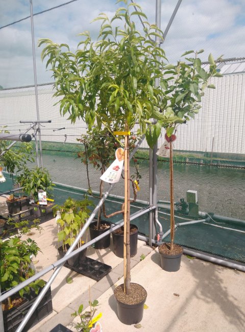 Platte nectarineboom 'Flateryna' - vanaf € 24,99 - Wilde perziken en ...