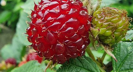 Zuilframboos 'Raspberry Tower' - vanaf € 12,99 - Frambozen - Fruitbomen.net