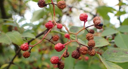 Szechuanpeper boom (Chinese peper struik) - vanaf € 12,99 - Overige ...