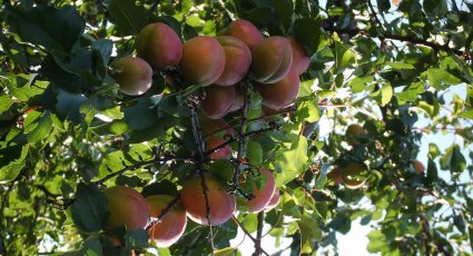 Dwerg nectarineboom 'Ruby Mini' - vanaf € 34,99 - Nectarinebomen ...