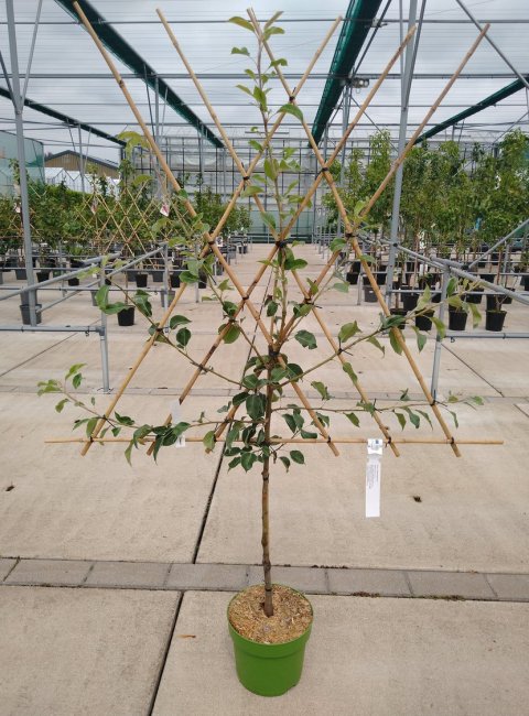Fruitbomen in (bijzondere) leivormen - Overzicht fruitbomen vormen en ...