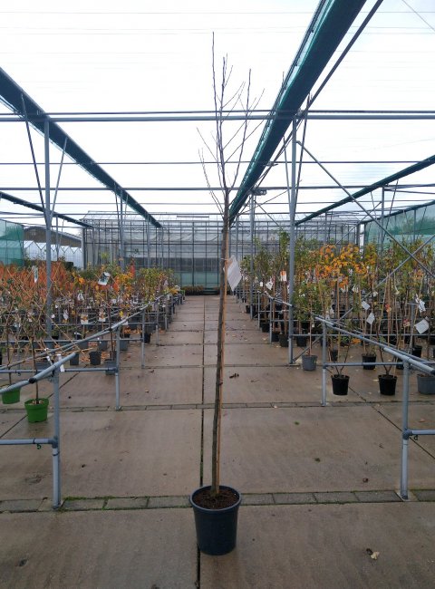 Hoogstam fruitboom - Overzicht fruitbomen vormen en maten - Fruitbomen.net