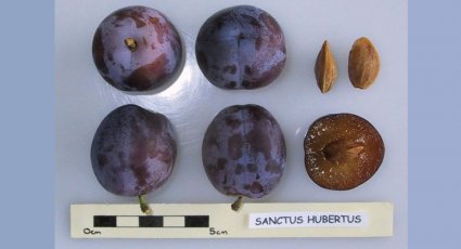 Pruimenboom 'Sanctus Hubertus' - vanaf € 19,99 - Pruimenbomen - Fruitbomen.net