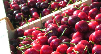 Kersenboom ‘Bigarreau Burlat’ - vanaf € 19,99 - Kersenbomen ...