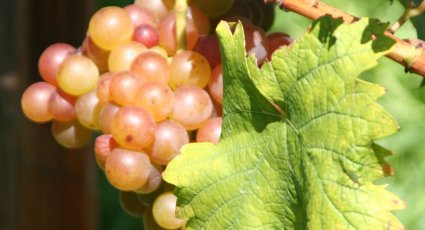 Druivelaar 'Muscat Rose' - vanaf € 8,99 - Consumptiedruiven ...