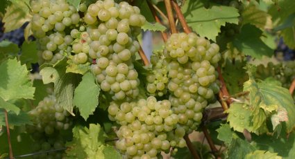 Compacte druif 'Pixie Riesling' - vanaf € 9,99 - Consumptiedruiven ...