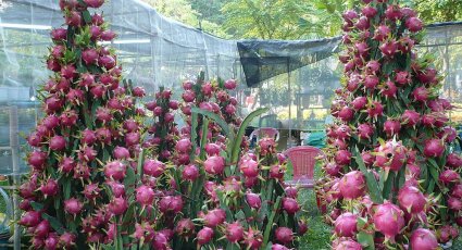 Drakenfruit (Dragon Fruit) - vanaf € 12,99 - Bijzondere Mediterranen en ...