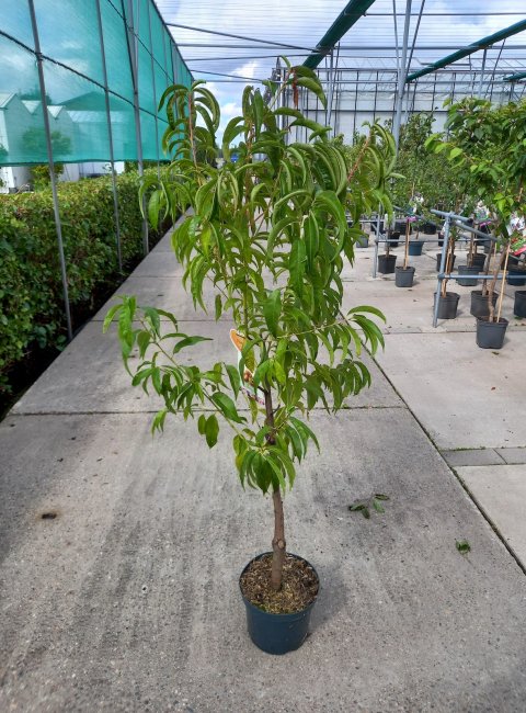 Platte perzik ‘Saturne’ - vanaf € 24,99 - Perzikbomen - Fruitbomen.net