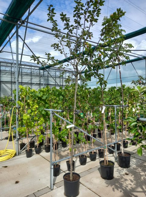 Kweepeerboom ‘Reas Mammoth’ - vanaf € 24,99 - Kweeperen - Fruitbomen.net