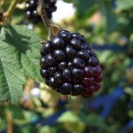 Braam 'Navaho' - vanaf € 7,99 - Bramen - Fruitbomen.net